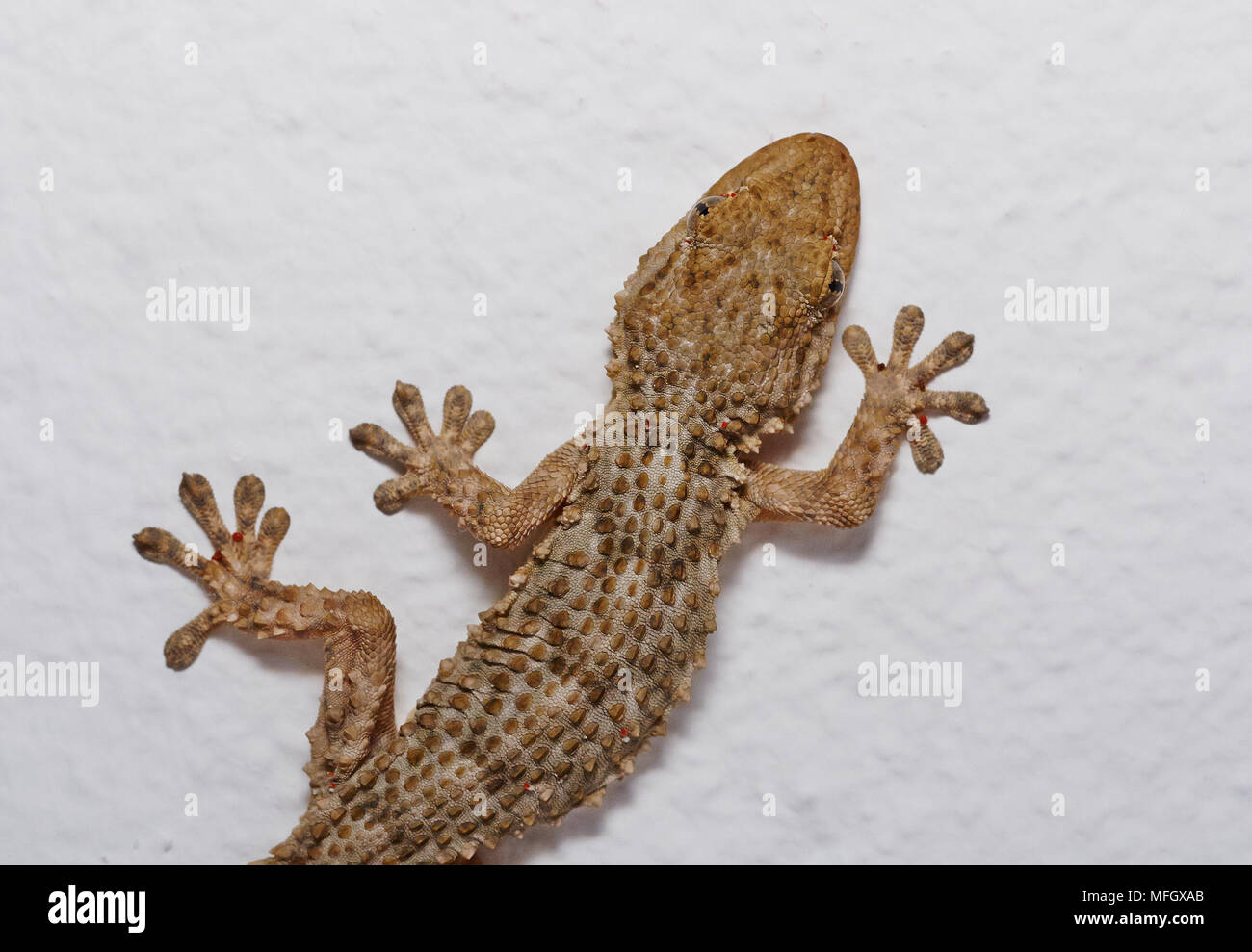 MOORISH GECKO (Tarentola mauritanica) Menorca Stock Photo - Alamy