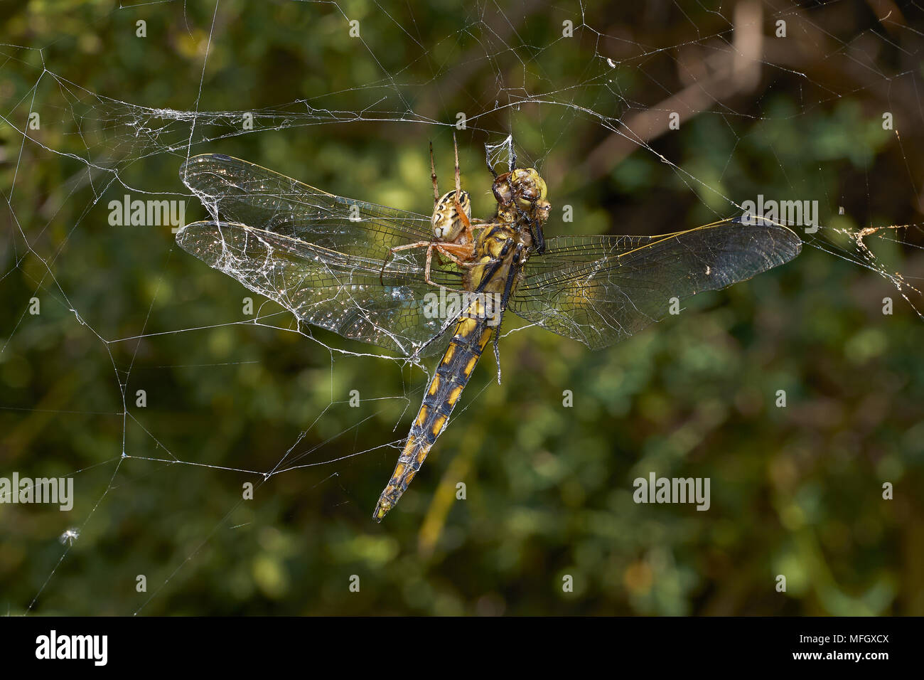 DRAGONFLY caught by Orb weaver spider (Acuepeira ceropegia) Menorca ...