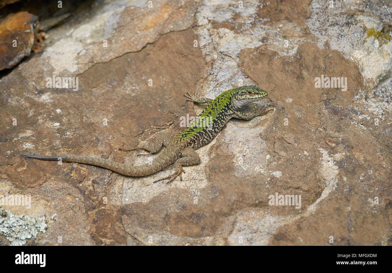 EUROPEAN WALL LIZARD (Podarcis muralis) Menorca Stock Photo - Alamy