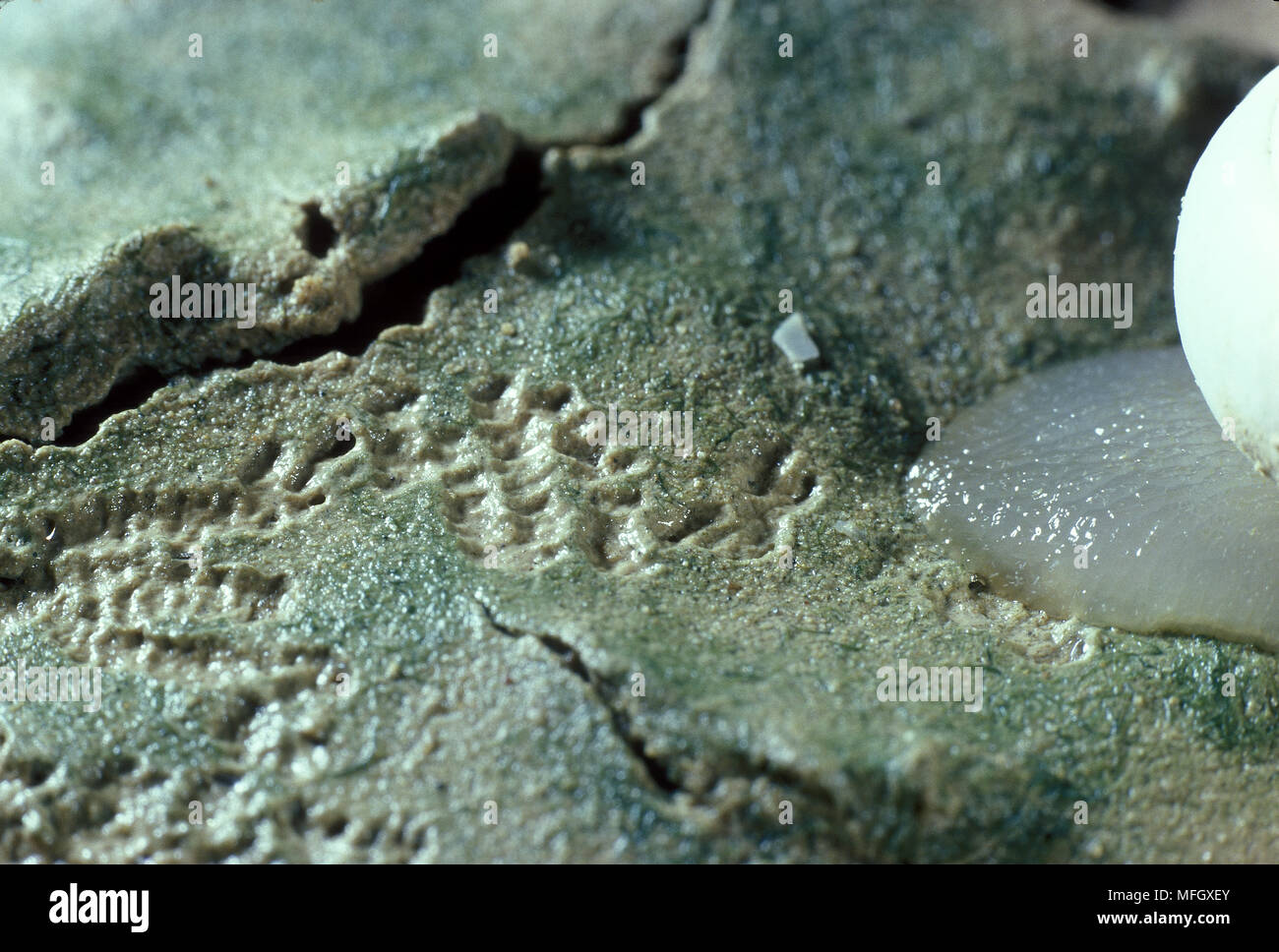 Negev Desert Snails This species lives in deserts in Israel and Egypt ...