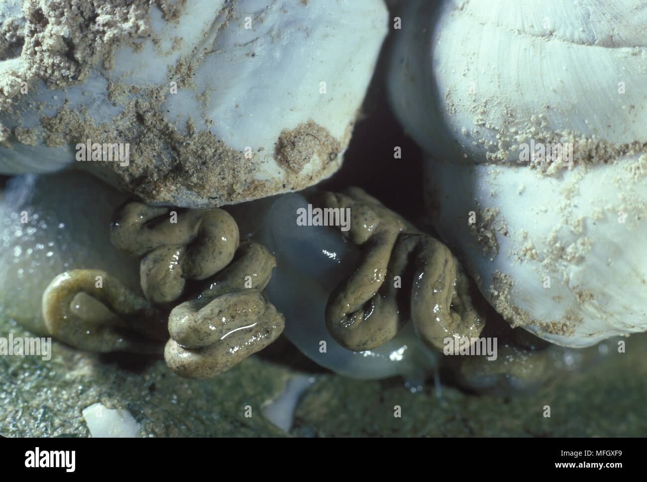 Desert snail hi-res stock photography and images - Alamy
