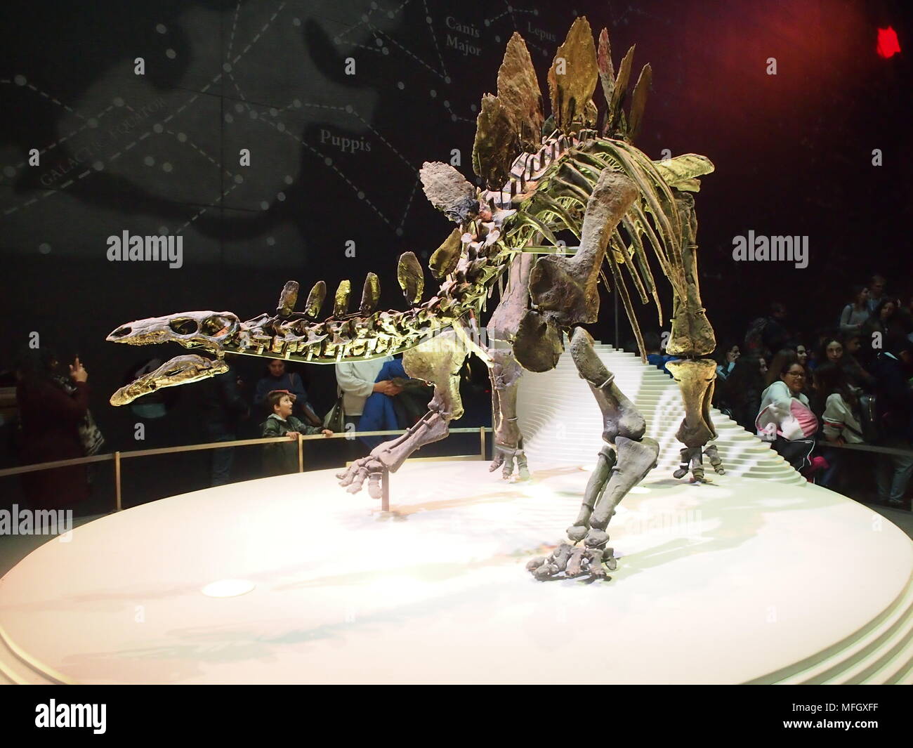 Stegosaurus skeleton hi-res stock photography and images - Alamy