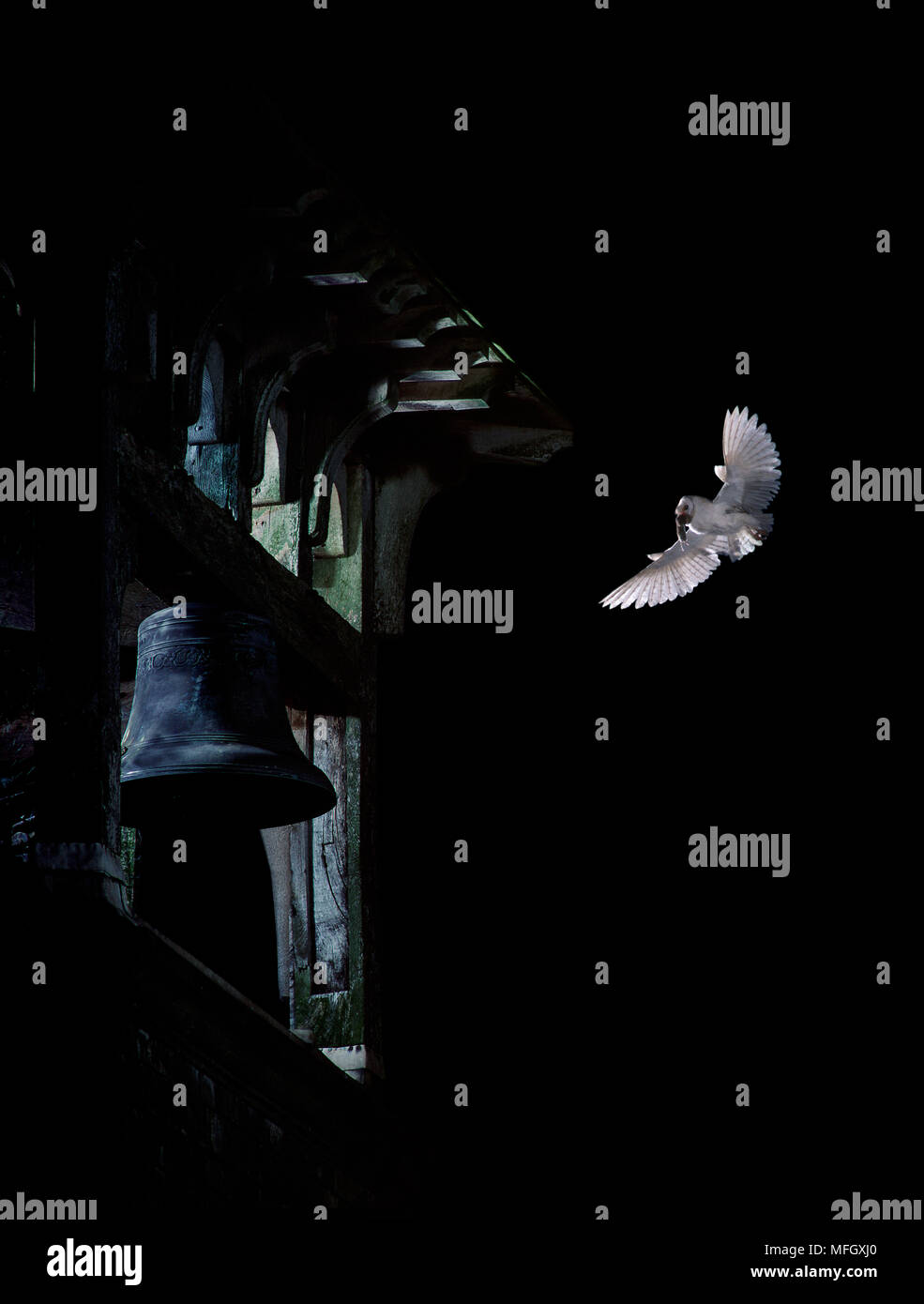 Barn owls uk night hi-res stock photography and images - Alamy