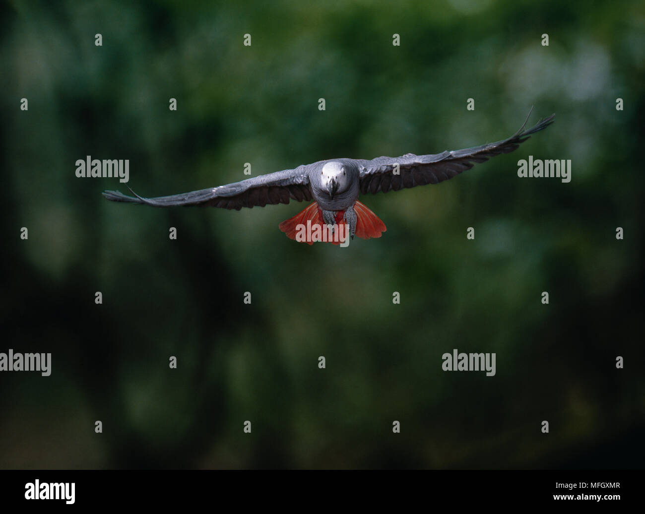 African grey parrot flying hi-res stock photography and images - Alamy