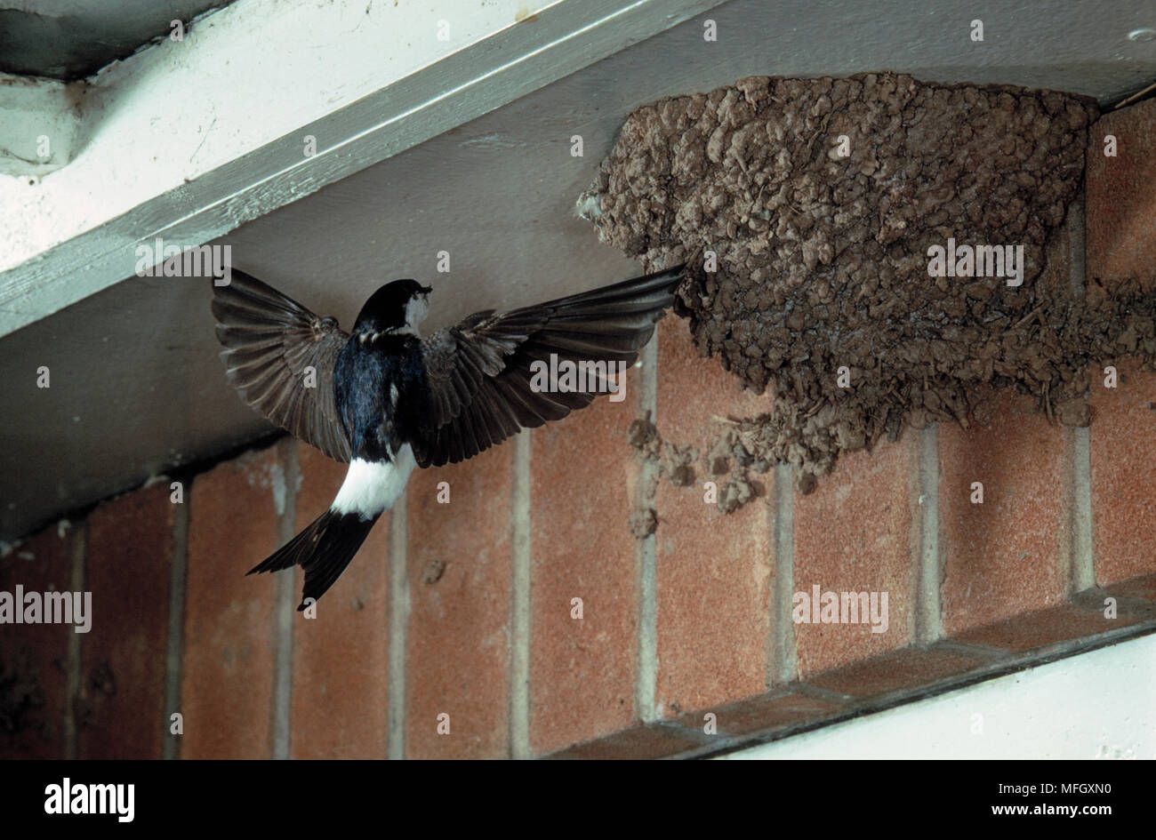 House martin england flying hi-res stock photography and images - Alamy