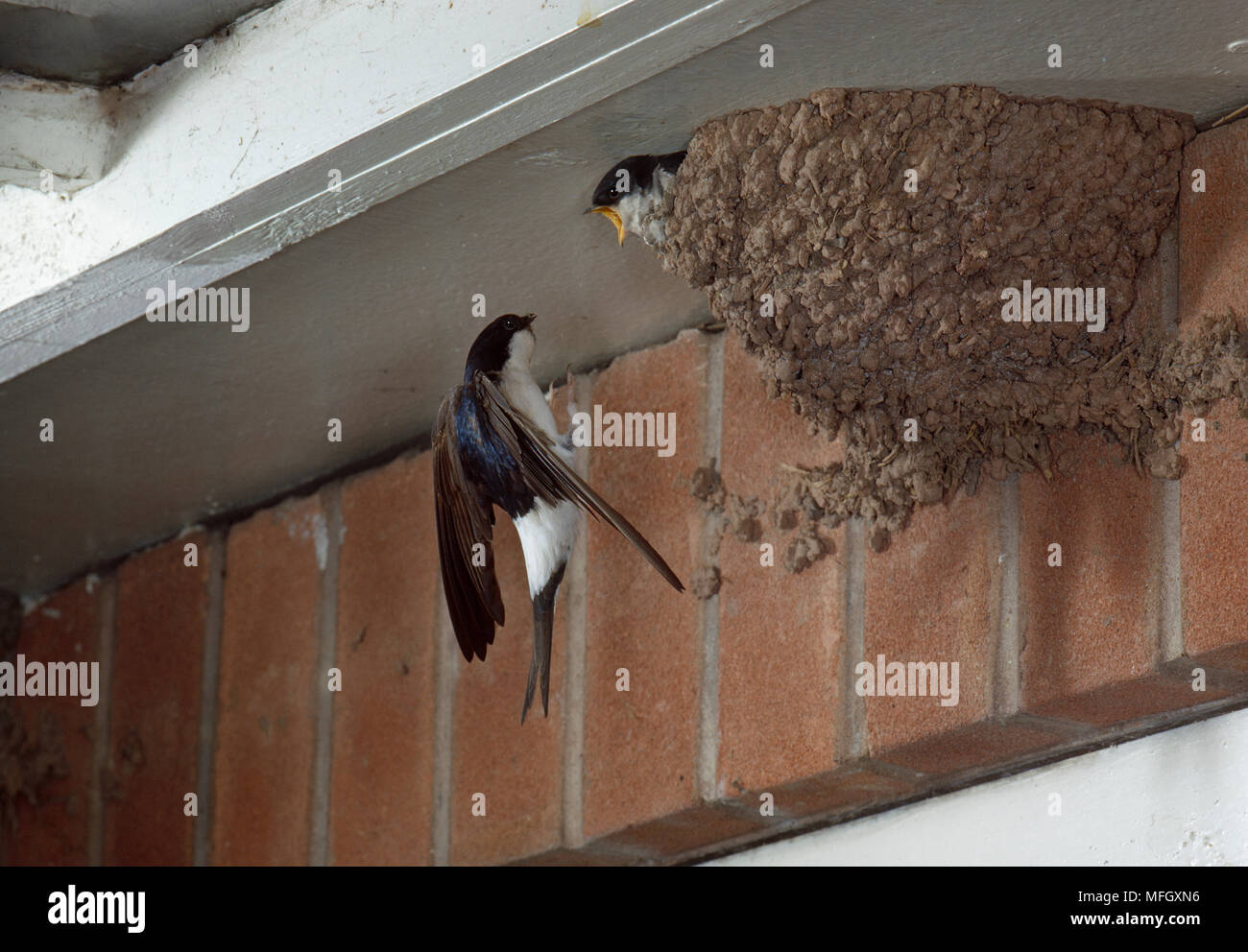 HOUSE MARTIN in flight Delichon urbica nearing nest with young Stock ...