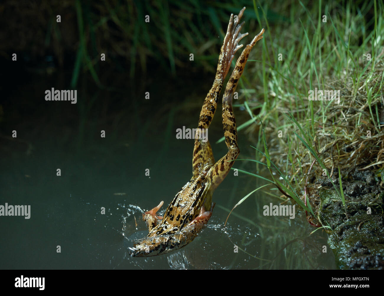 COMMON FROG Rana temporaria leaping into pond Stock Photo - Alamy