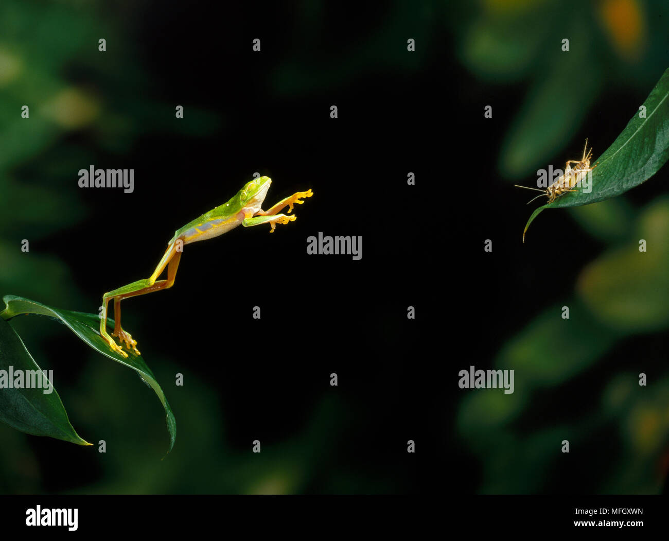 Leaping insect catching hi-res stock photography and images - Alamy