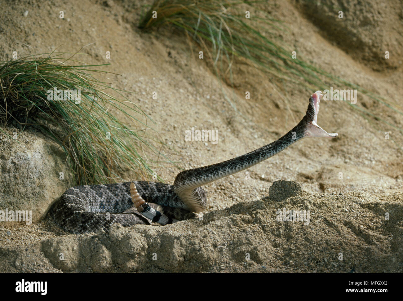 Crotalus Atrox Striking