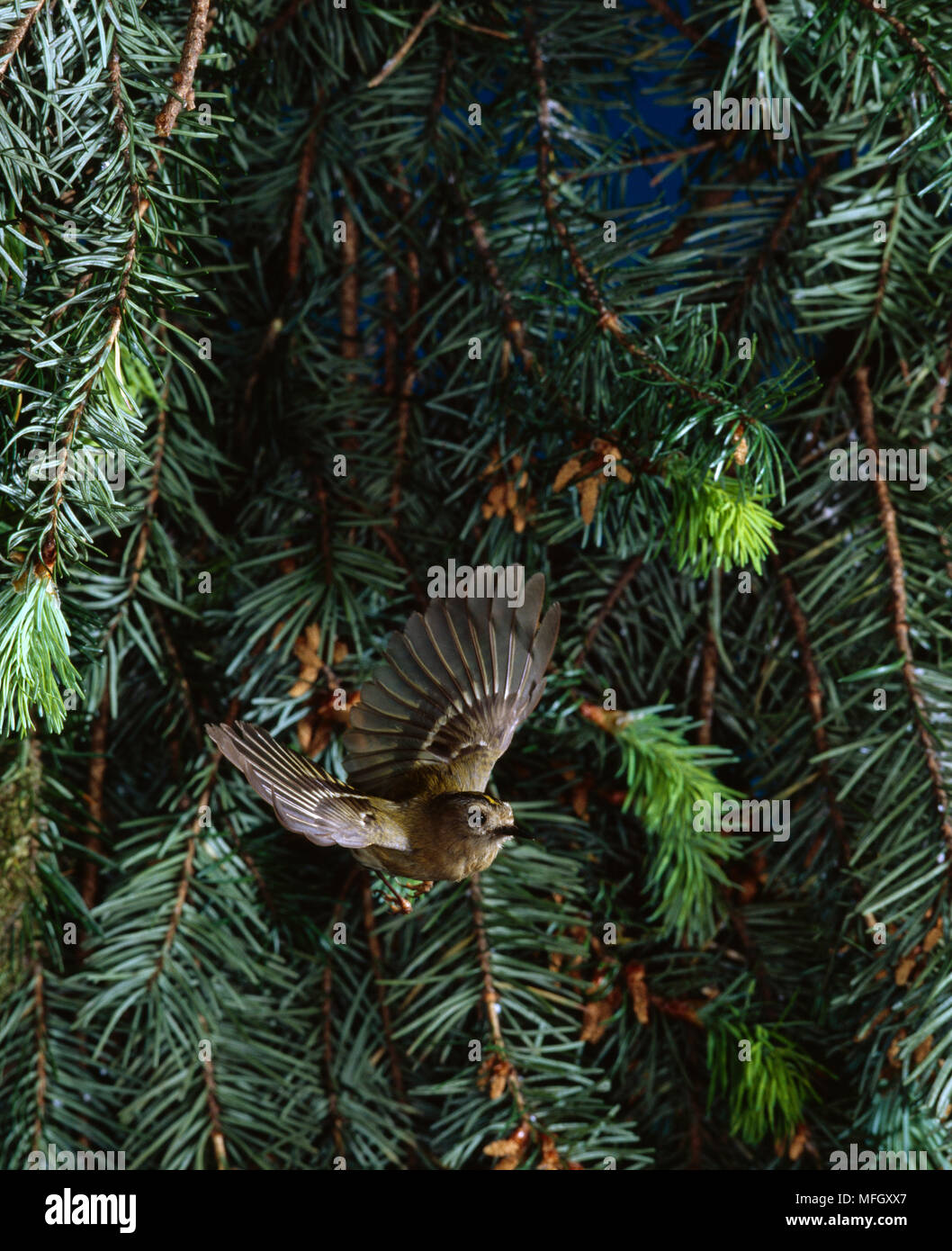 GOLDCREST in flight. Regulus regulus Stock Photo - Alamy