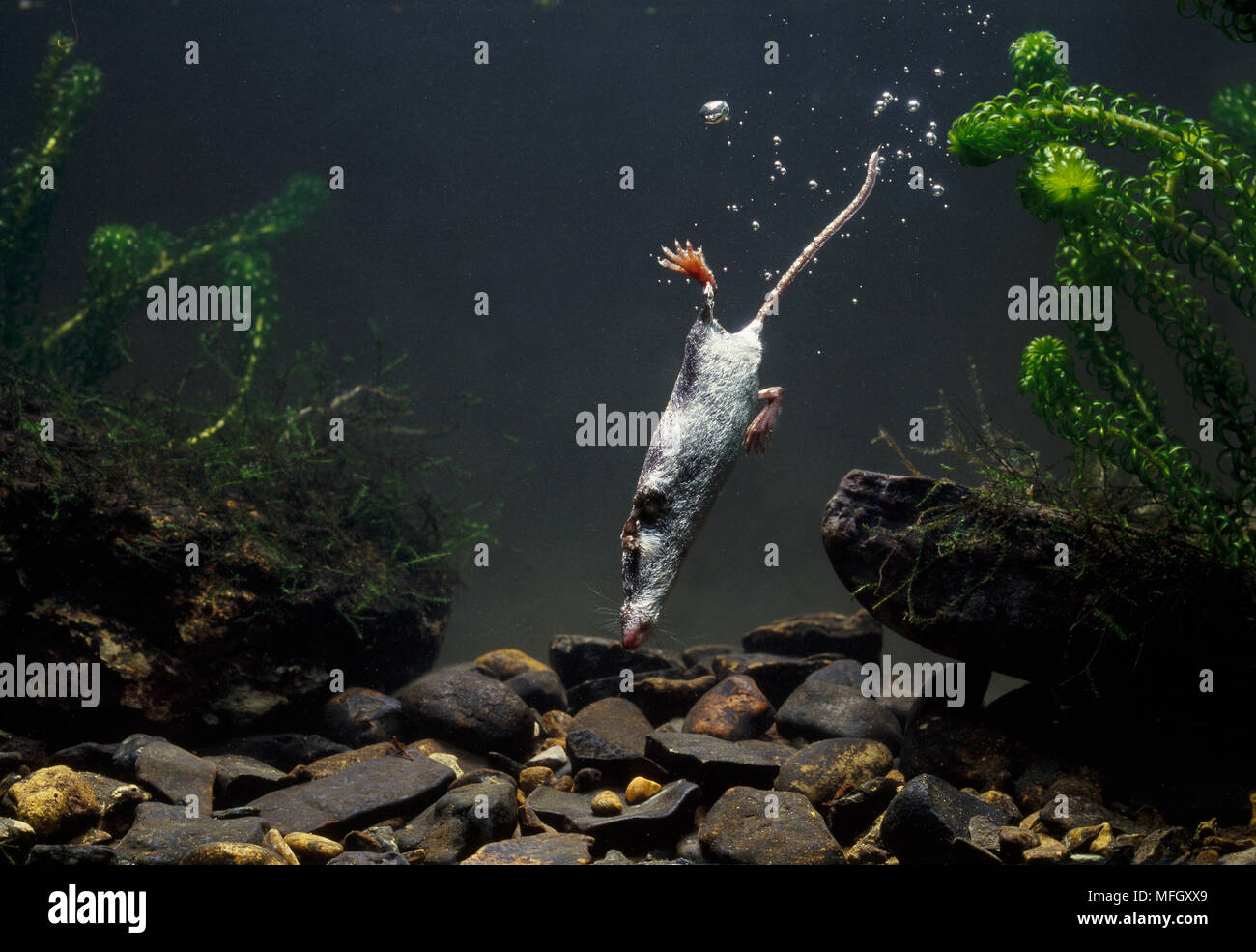 Water shrew diving hi-res stock photography and images - Alamy