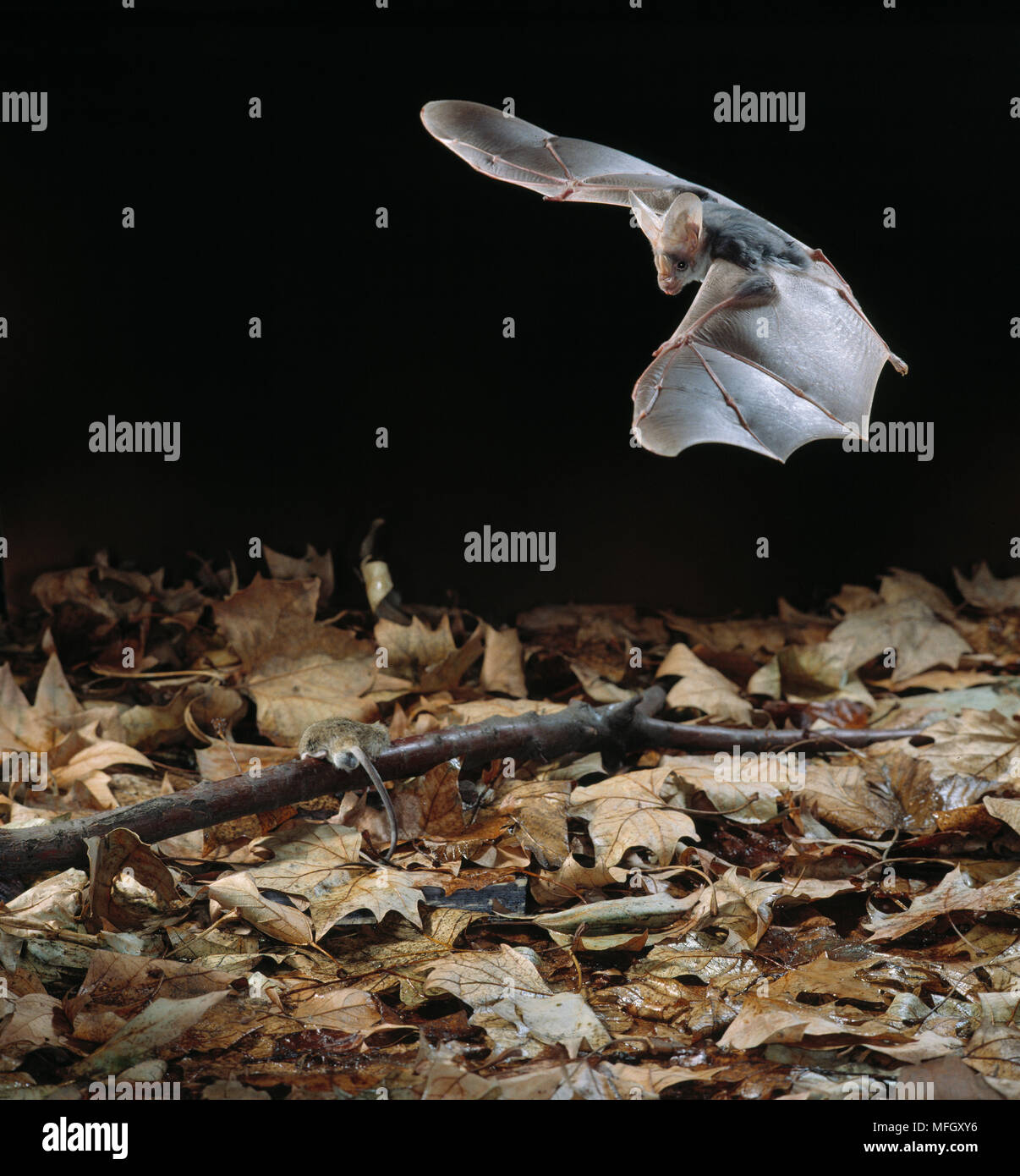 FALSE VAMPIRE BAT in flight Megaderma lyra approaching mouse prey Stock ...
