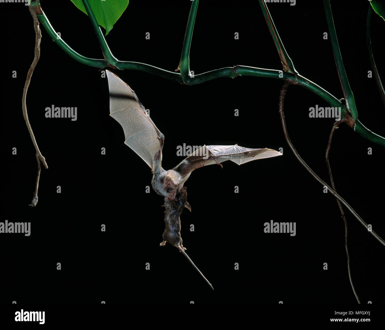 FALSE VAMPIRE BAT in flight Megaderma lyra carrying mouse prey Stock ...