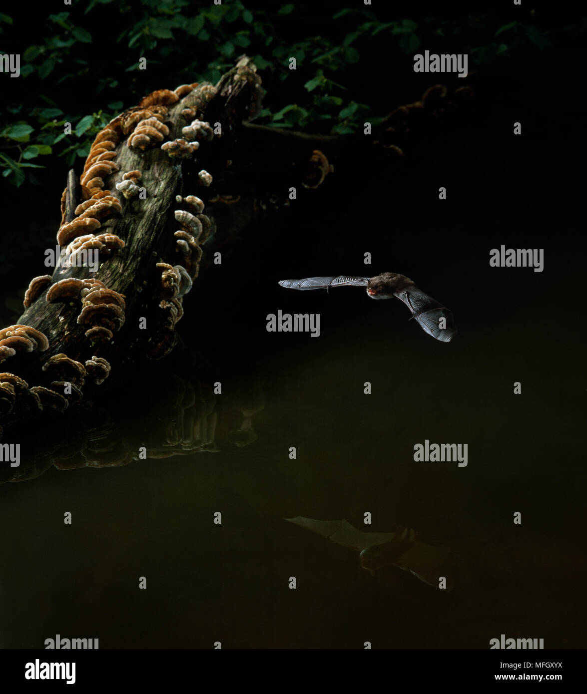 DAUBENTON'S BAT Myotis daubentonii in flight over water Stock Photo - Alamy