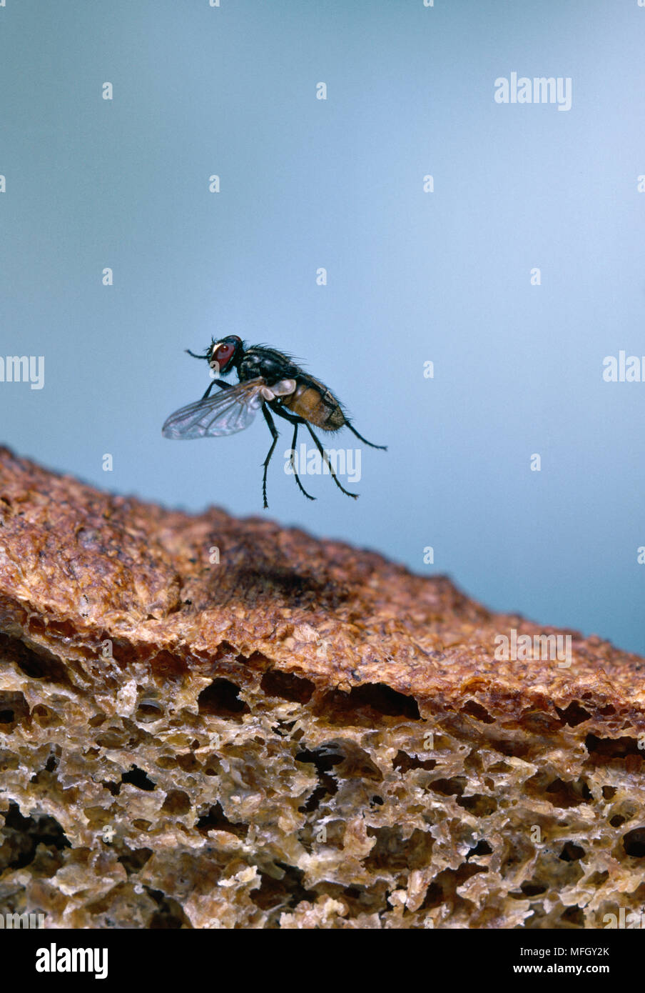 Flight house hi-res stock photography and images - Alamy