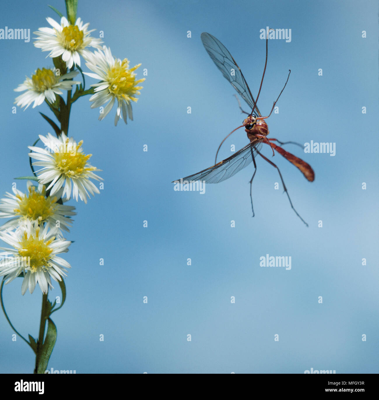 ICHNEUMON WASP in flight Ophion luteus This image was sent into space ...