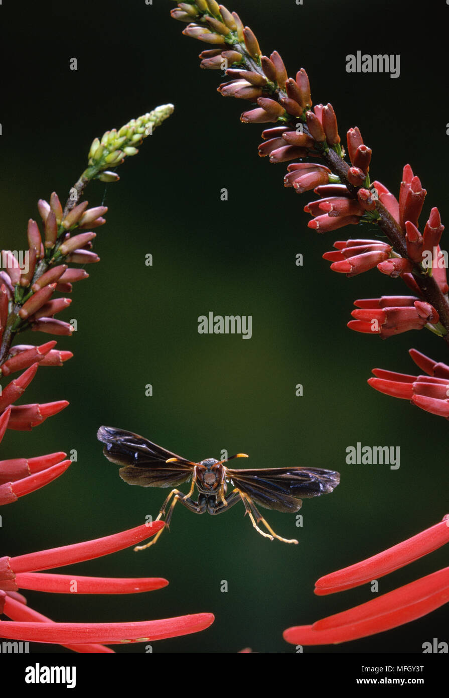 PAPER WASP in flight Polistes metricus Everglades, Florida, USA Stock ...