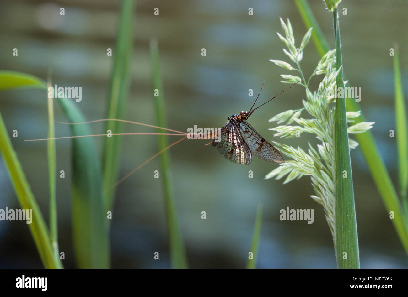 MAYFLY (Ephemera danica) in flight, UK Stock Photo - Alamy
