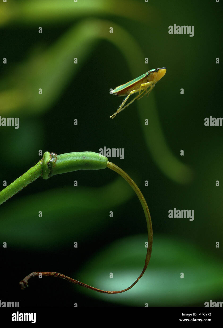 RHODODENDRON LEAFHOPPER Graphocephala fennahi leaping formerly ...