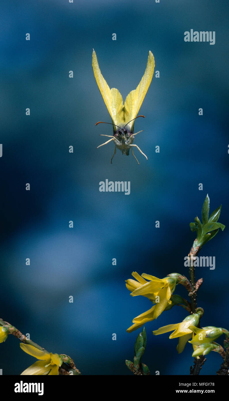 Butterfly in flight england hi-res stock photography and images - Alamy