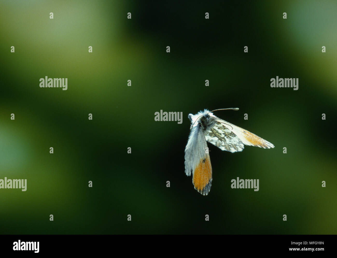 ORANGE-TIP BUTTERFLY in flight Anthocharis cadamines Stock Photo - Alamy