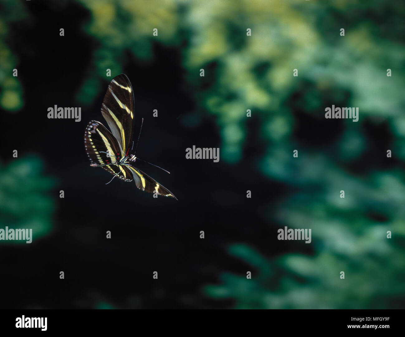 ZEBRA BUTTERFLY Heliconius charitonius in flight Stock Photo - Alamy