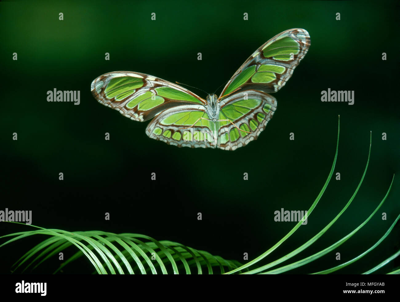GREEN HELICONID BUTTERFLY Phylaethria dido in flight Stock Photo - Alamy