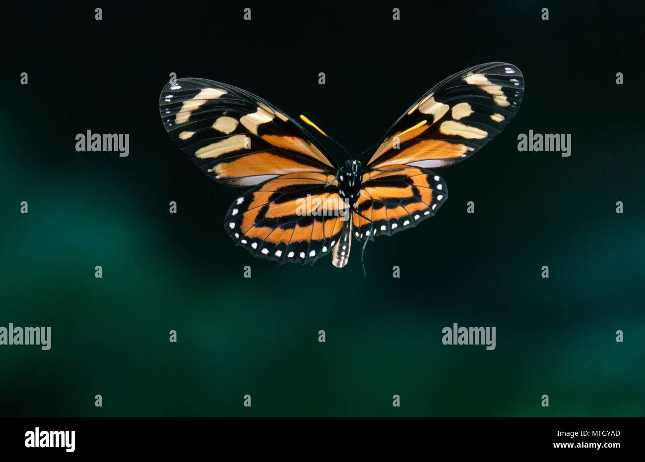 Rainforests of venezuela hi-res stock photography and images - Alamy