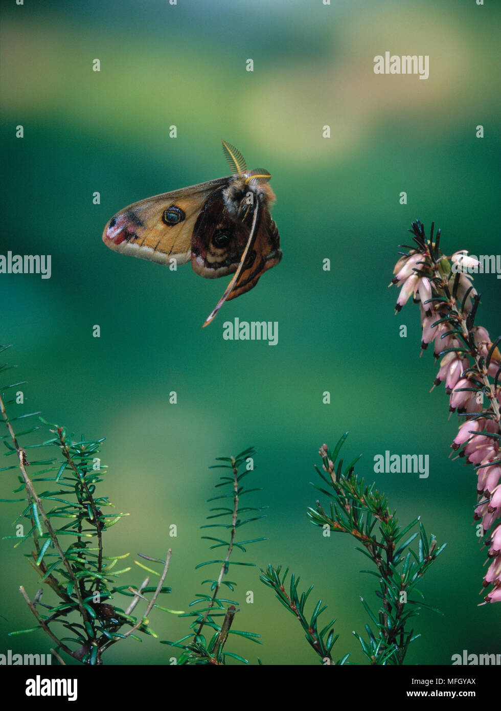 Emperor moth pavonia pavonia flying hi-res stock photography and images ...