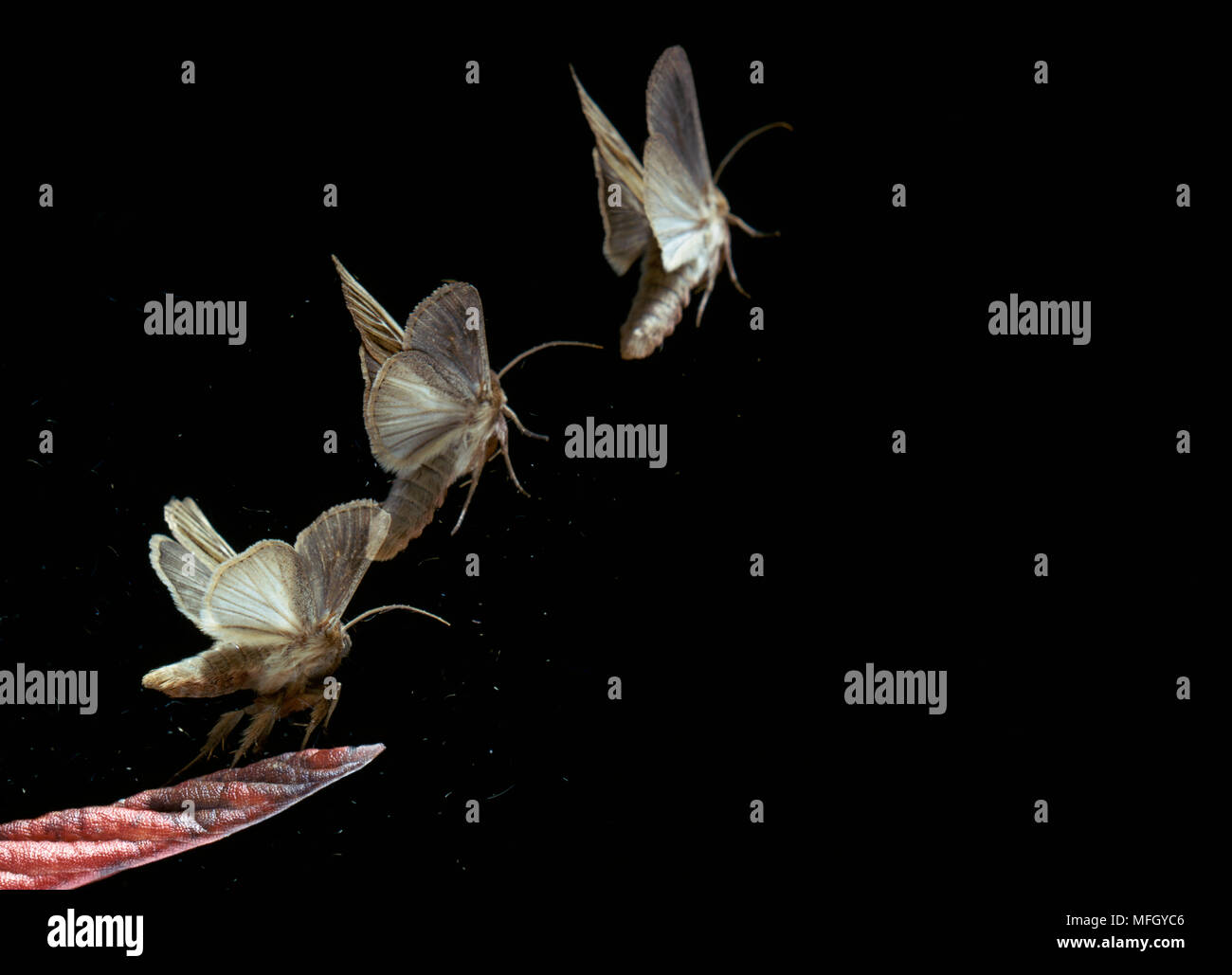 STRIPED WAINSCOT in flight (multiflash). Leucania comma Stock Photo - Alamy