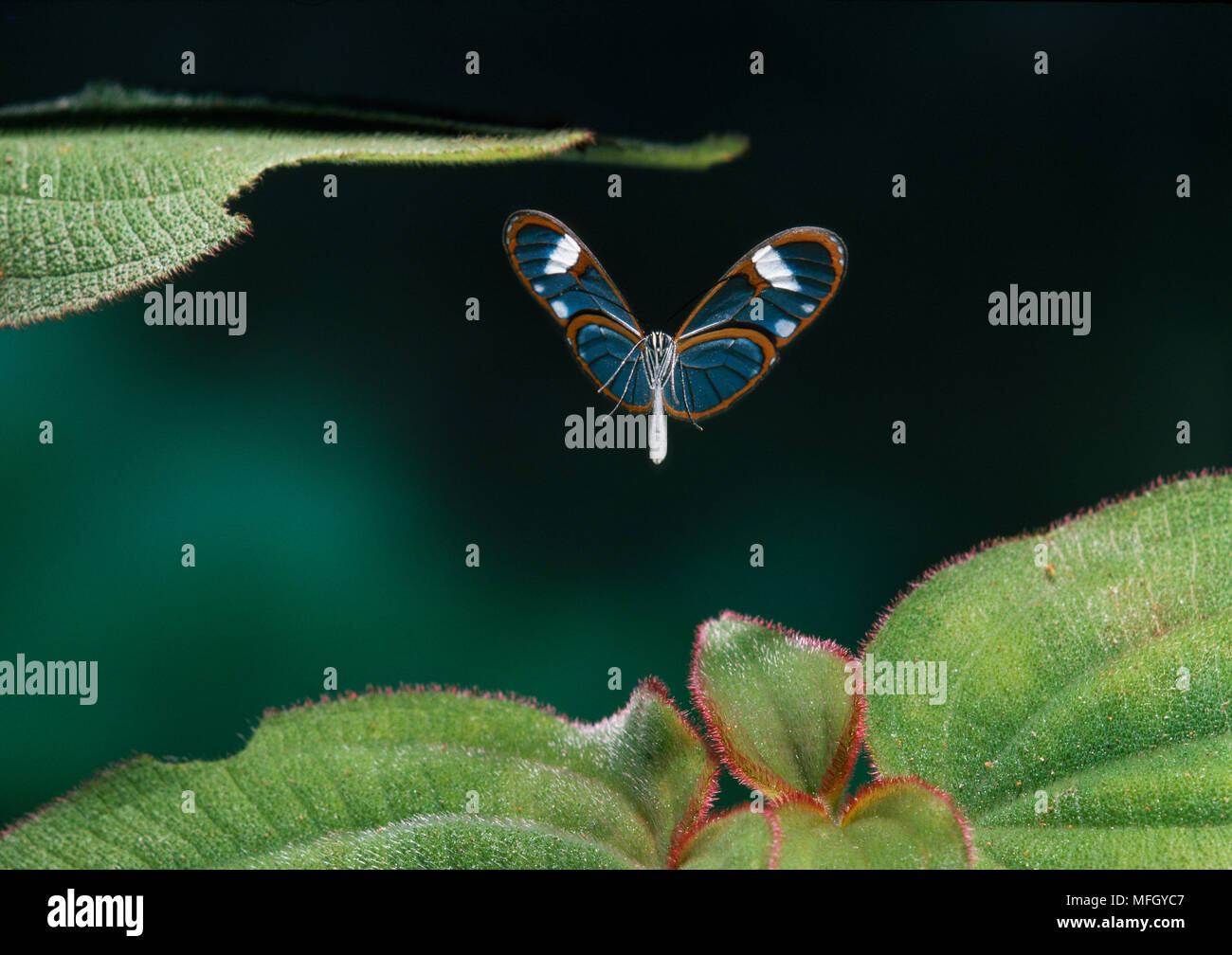 Skeleton butterflies hi-res stock photography and images - Alamy