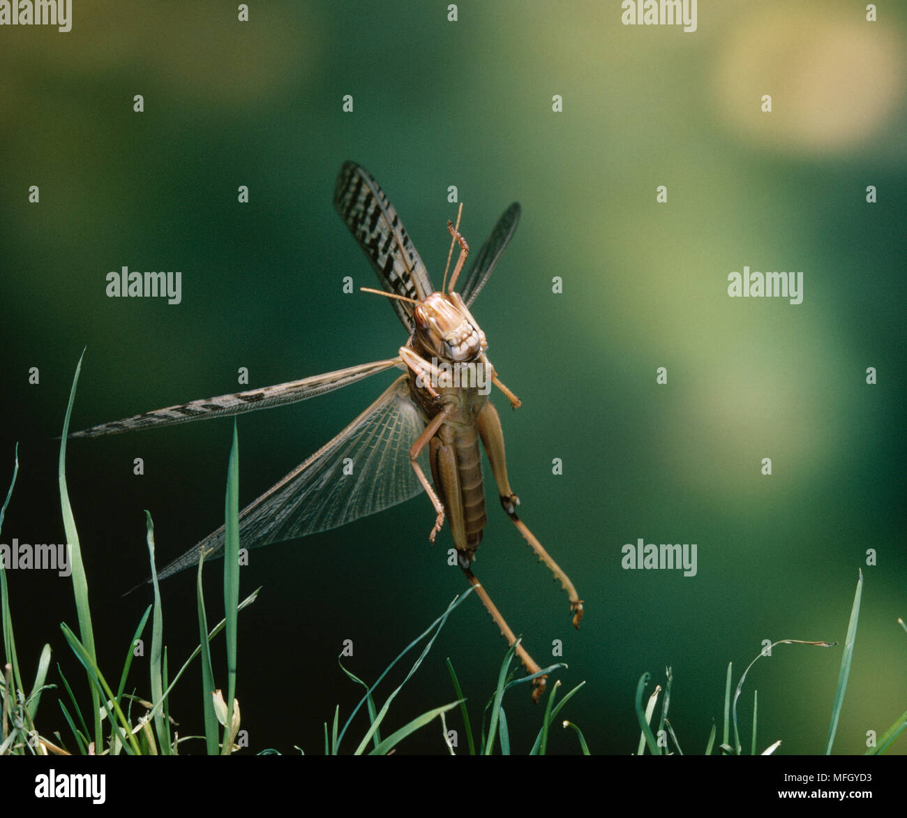 DESERT LOCUST in flight Schistocarea gregaria Stock Photo - Alamy