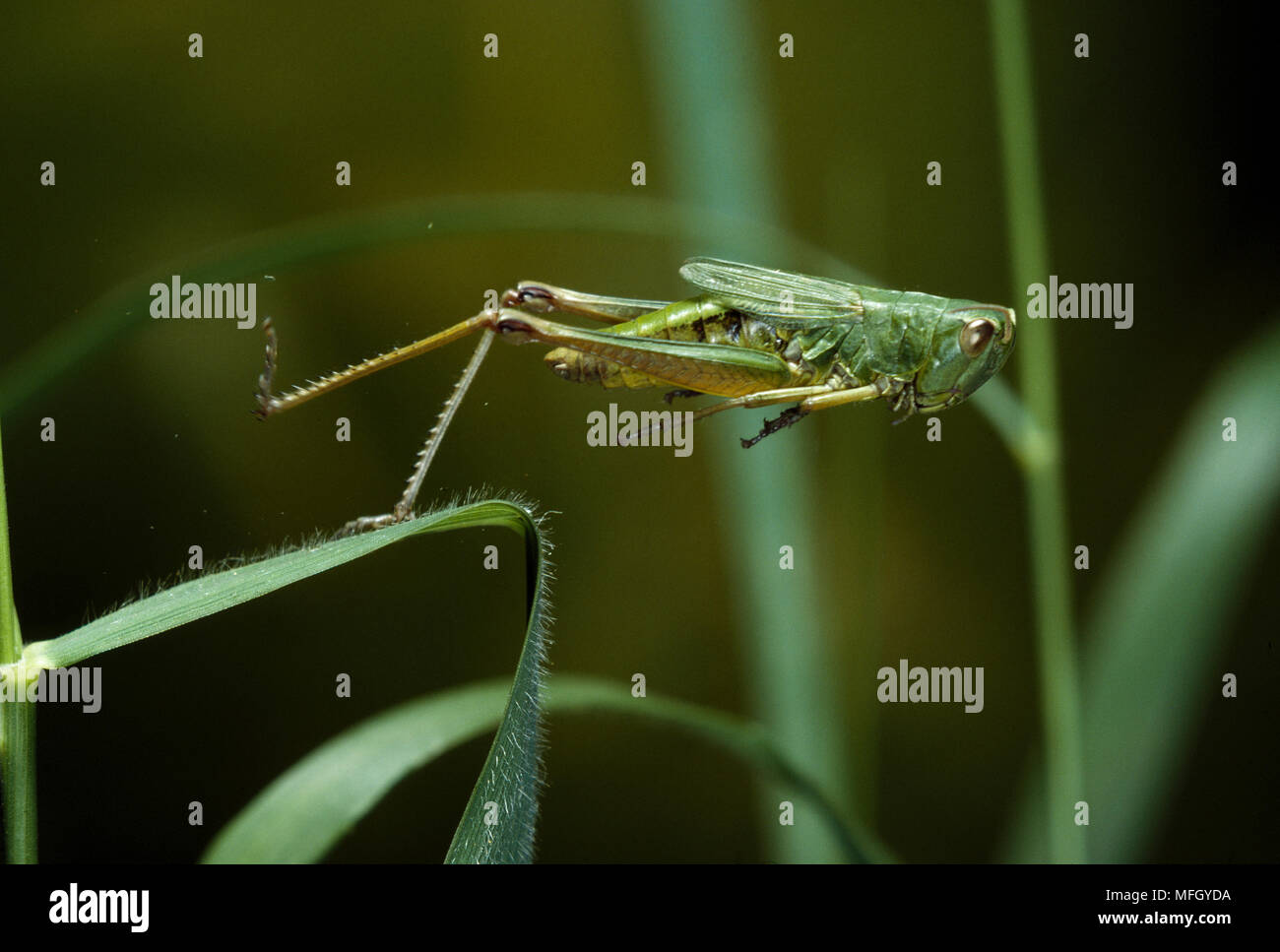 Grasshopper Jumping High Resolution Stock Photography and Images - Alamy