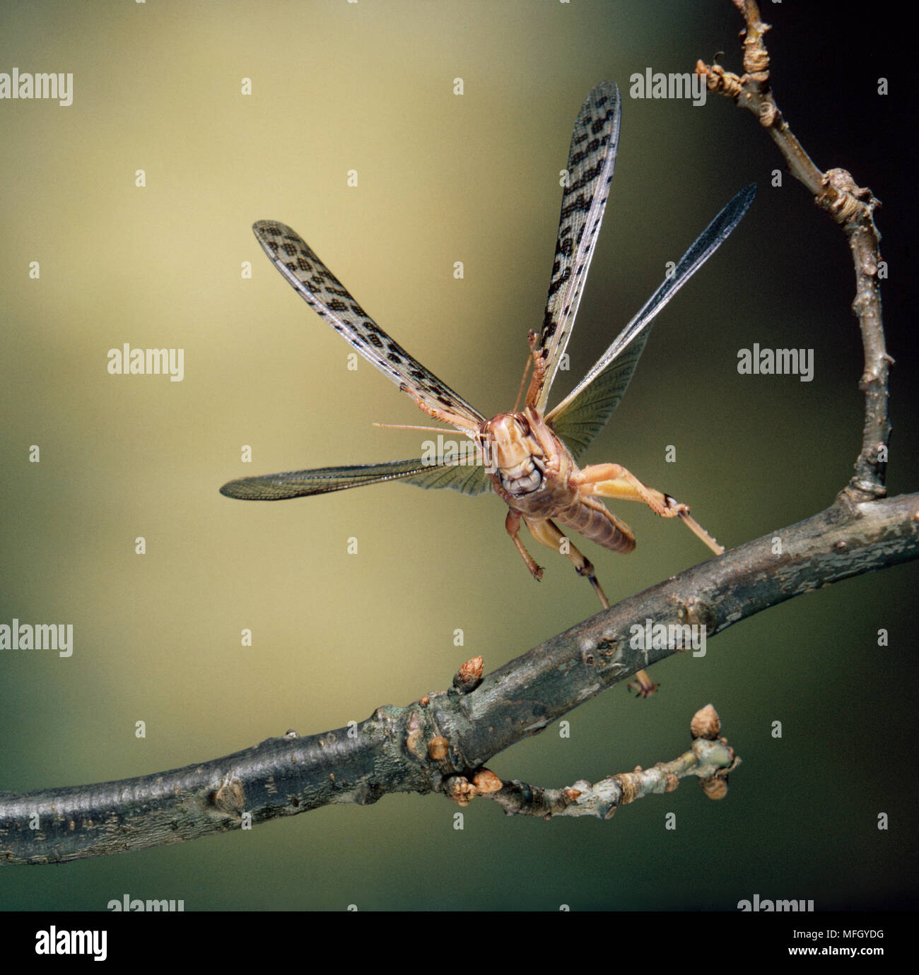 DESERT LOCUST Schistocerca gregaria in flight Stock Photo - Alamy
