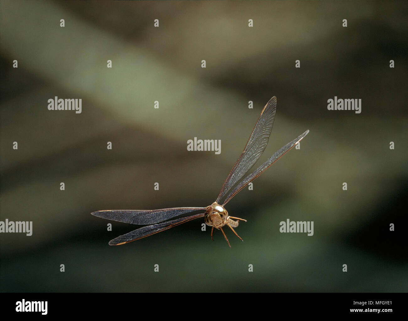 Florida dragonflies hi-res stock photography and images - Alamy