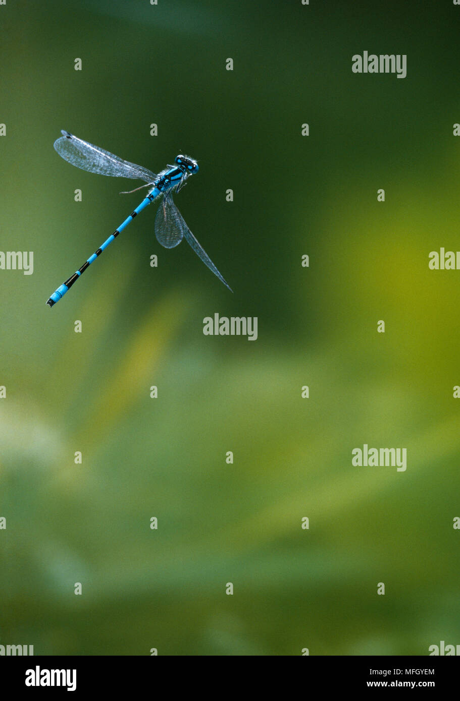 High speed damselfly hi-res stock photography and images - Alamy