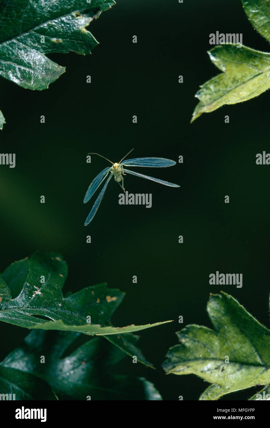 GREEN LACEWING in flight Chrysopa sp Stock Photo - Alamy