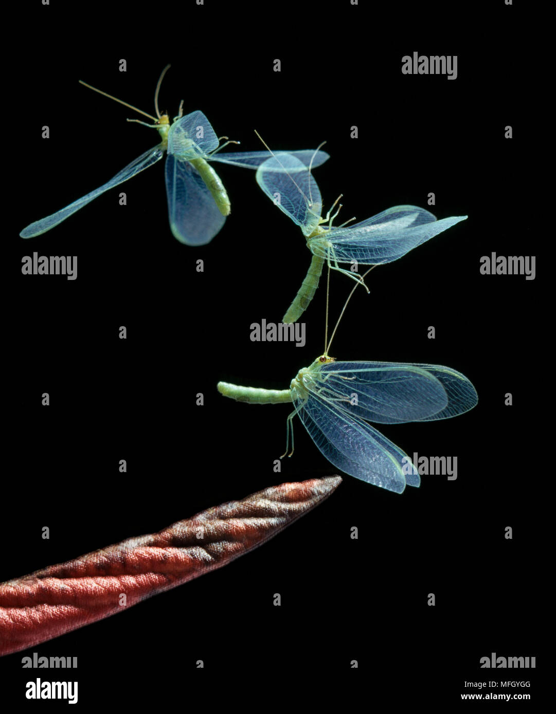 GREEN LACEWING in flight Chrysopa sp Stock Photo - Alamy