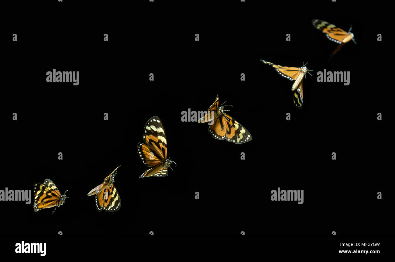 Chetone angulosa hi-res stock photography and images - Alamy