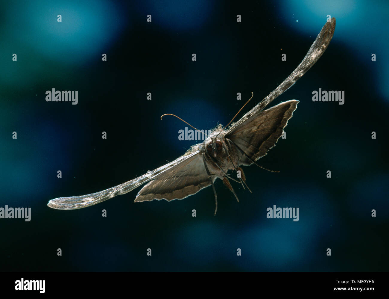 BLACK WITCH MOTH in flight Ascalapha odorata (Note wing scale being ...