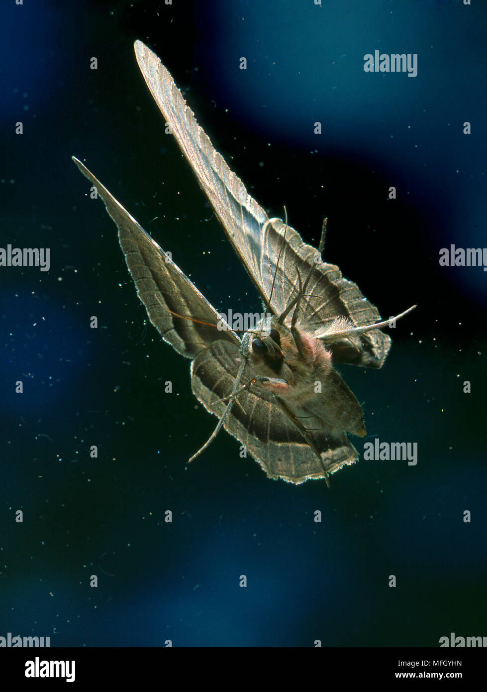 BLACK WITCH MOTH in flight Ascalapha odorata Venezuela, South America ...