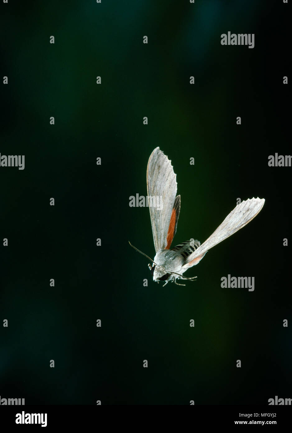 HAWK MOTH in flight Erinnyis sp. Venezuela Stock Photo - Alamy