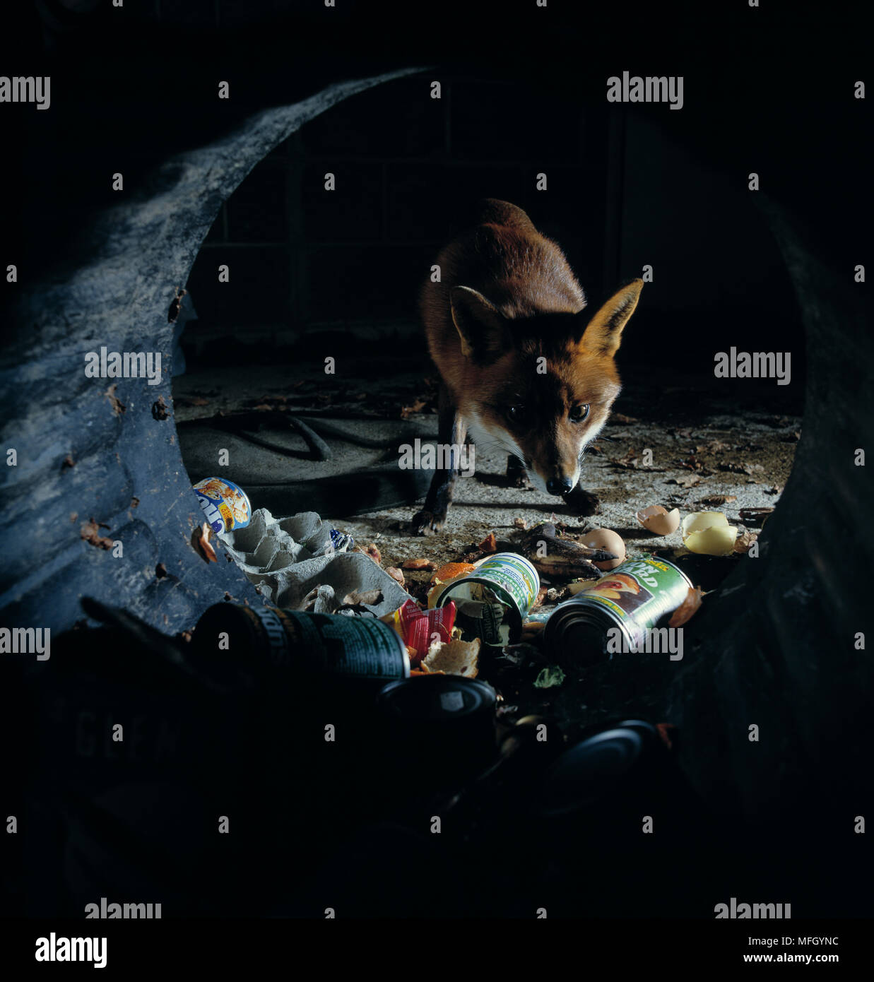 EUROPEAN RED FOX raiding dustbin Vulpes vulpes Stock Photo - Alamy
