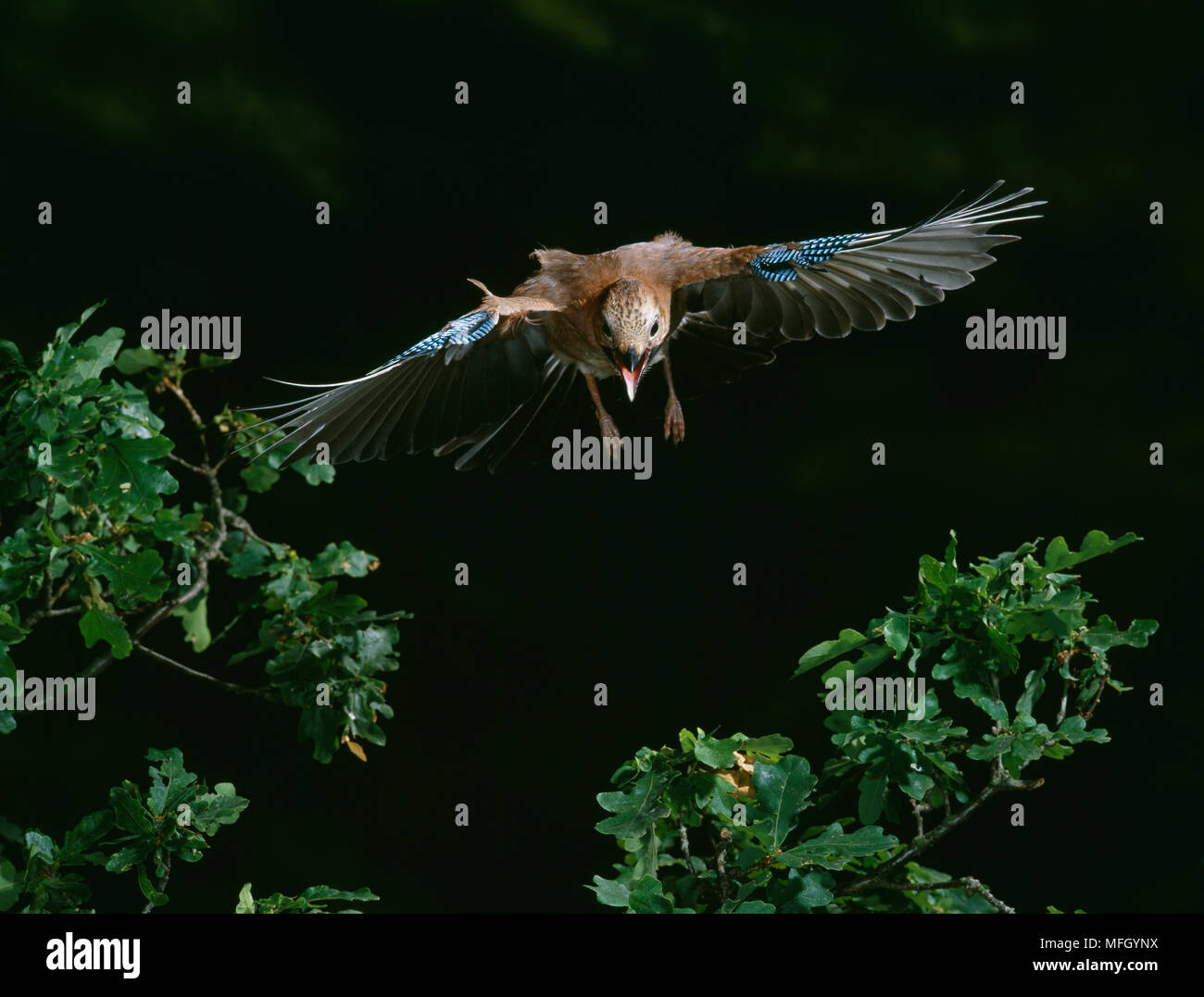 European jay in flight hi-res stock photography and images - Alamy