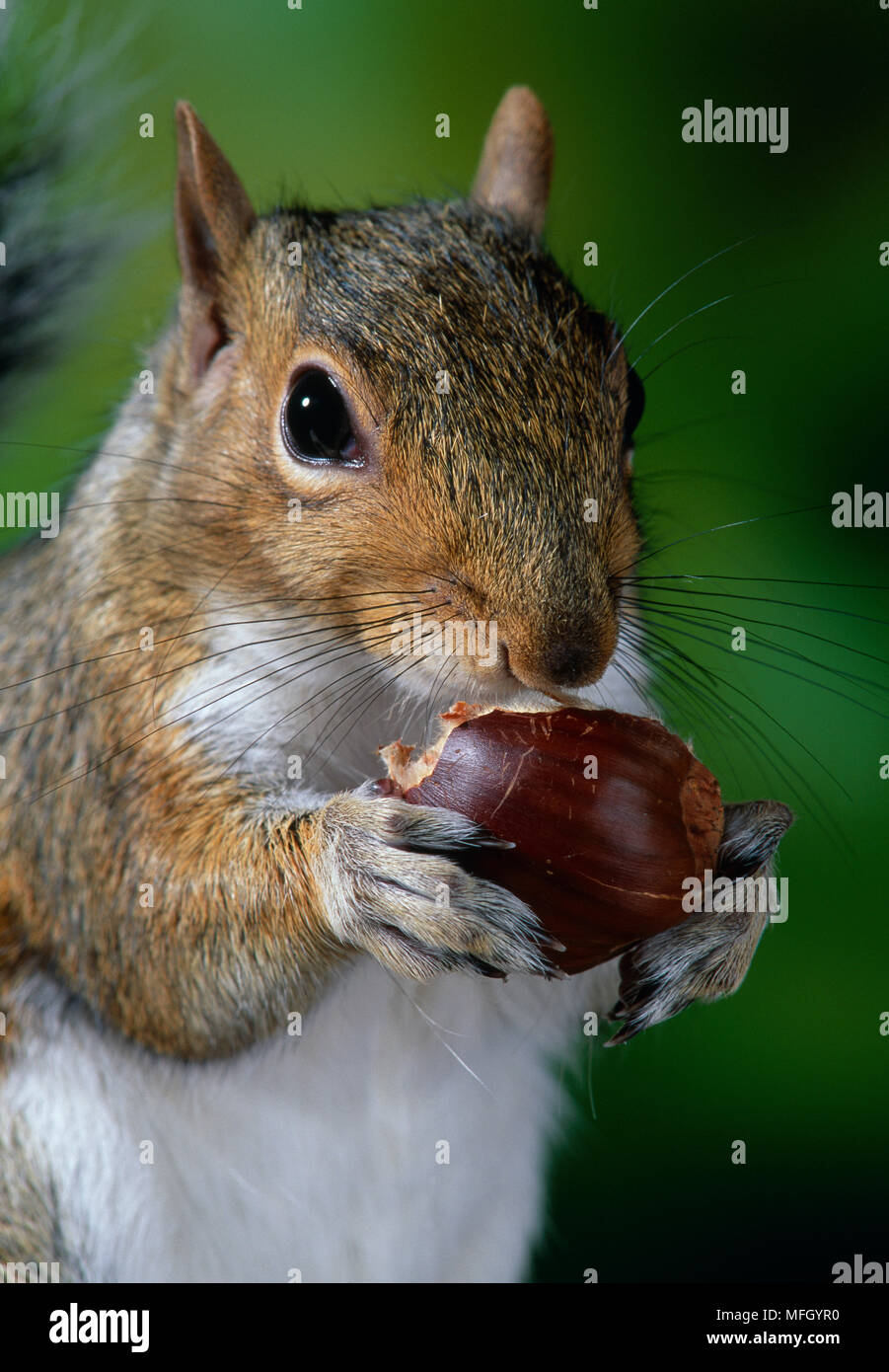 Eating a chestnut hi-res stock photography and images - Alamy