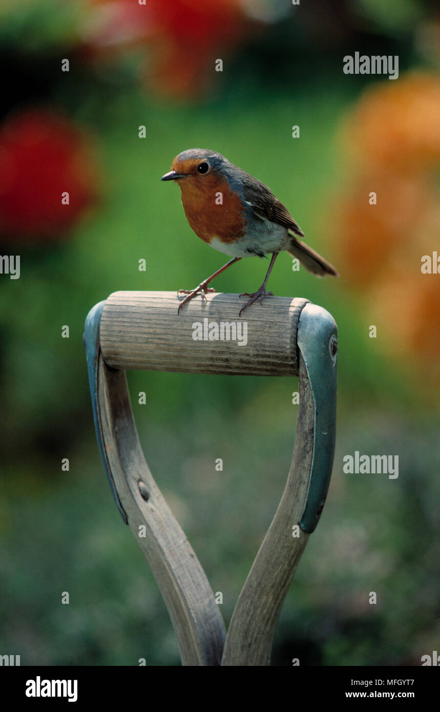 ROBIN Erithacus rubecula on spade handle Stock Photo - Alamy