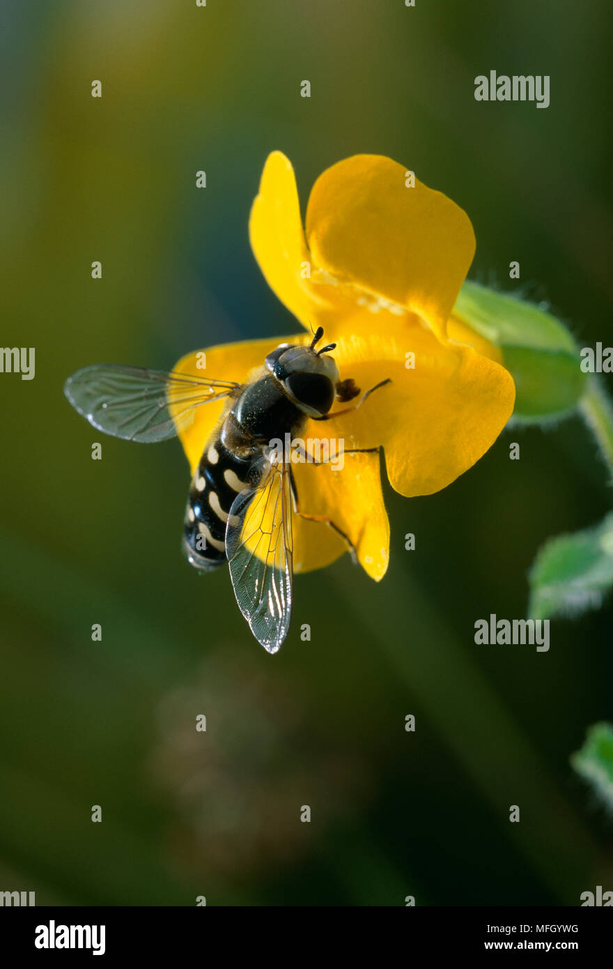 Monkey feeding flower hi-res stock photography and images - Alamy