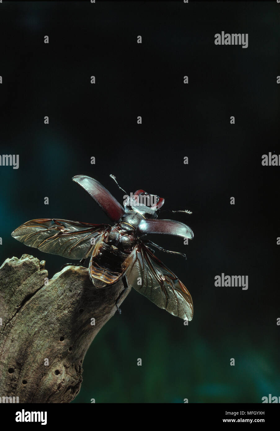 Stag beetle (lucanus cervus) flight hi-res stock photography and images ...