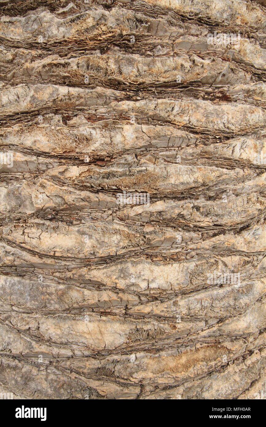 tree texture background pattern natural material, wood Stock Photo - Alamy