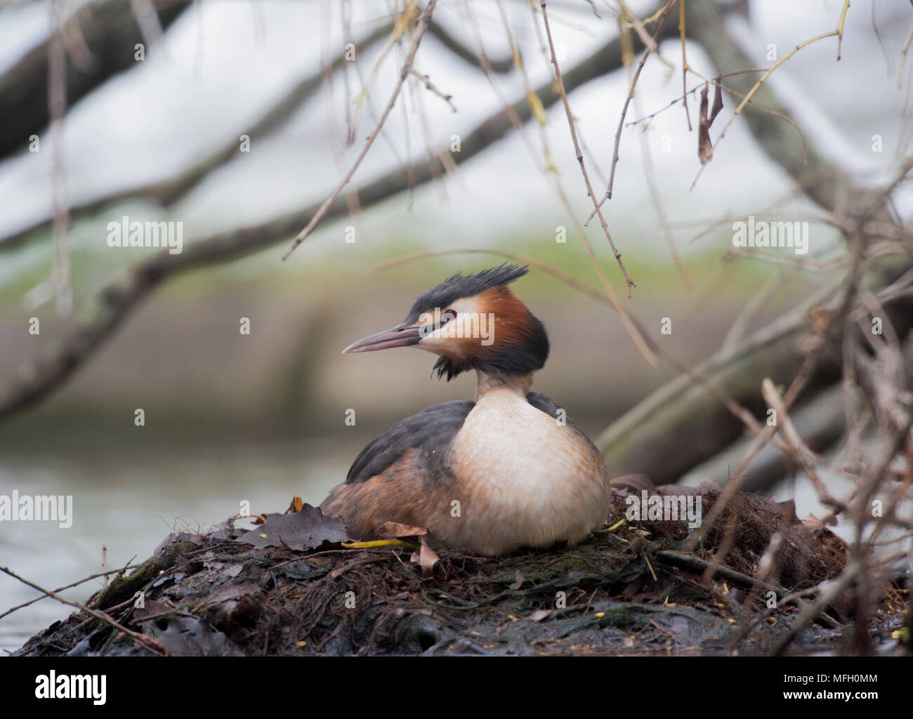 adult Great Crested Grebe, (Podiceps cristatus), sitting on nest with ...